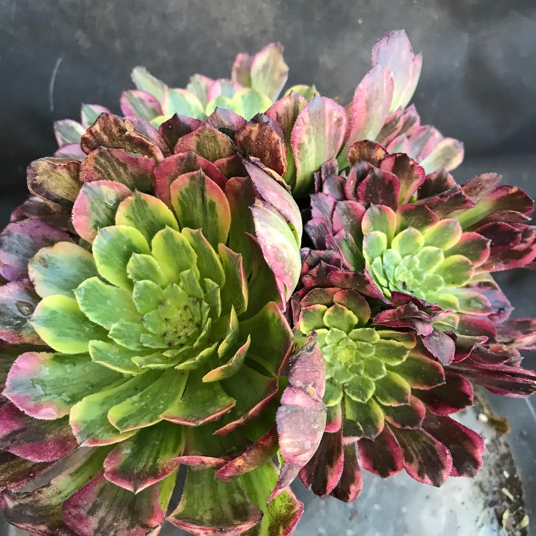 Aeonium Carnival Gem Cluster. Variegated Aeoniums.. Mother's Day Gift ...