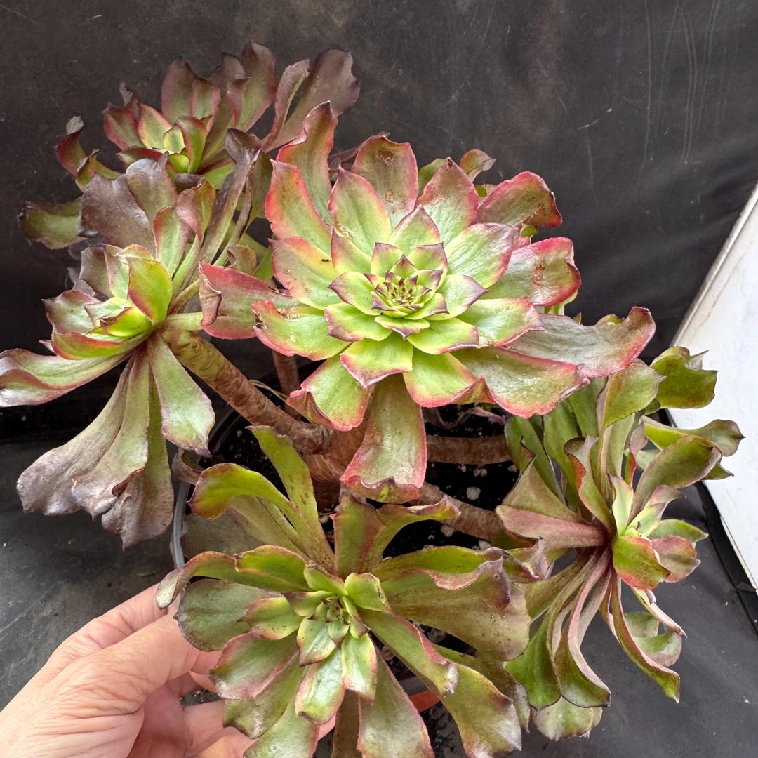 Aeonium Limbo Fairy Cluster. Rare Variegated Aeonium.holiday Gift for ...