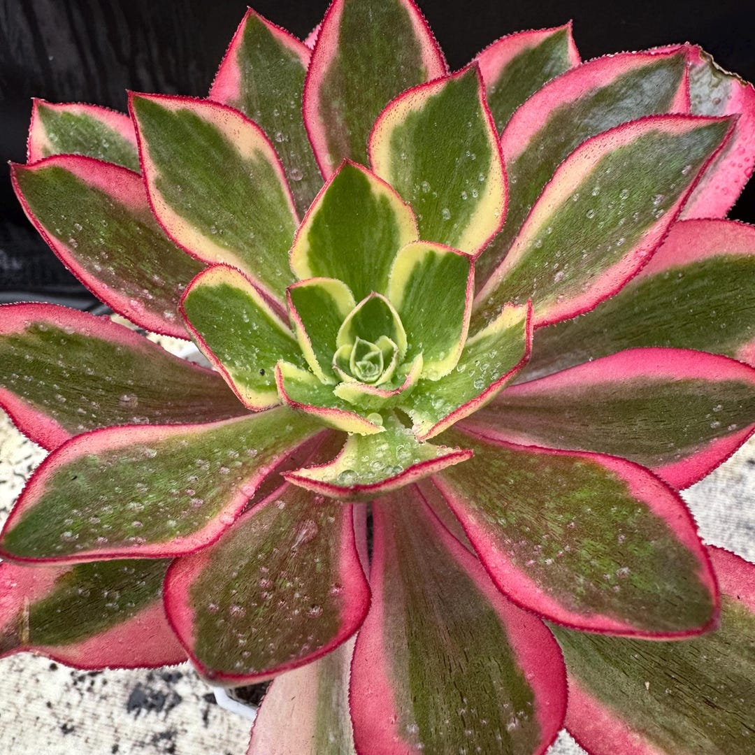 Aeonium Phantom. Rare Succulents. Variegated Aeonium. Gift for Plant ...