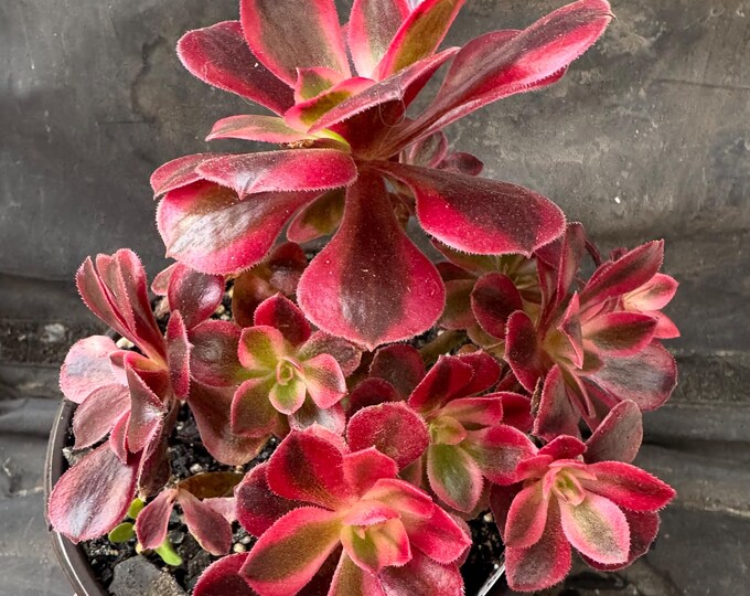 Rare Aeonium Medusa Cluster Succulent: Variegated Collector's Plant - Etsy