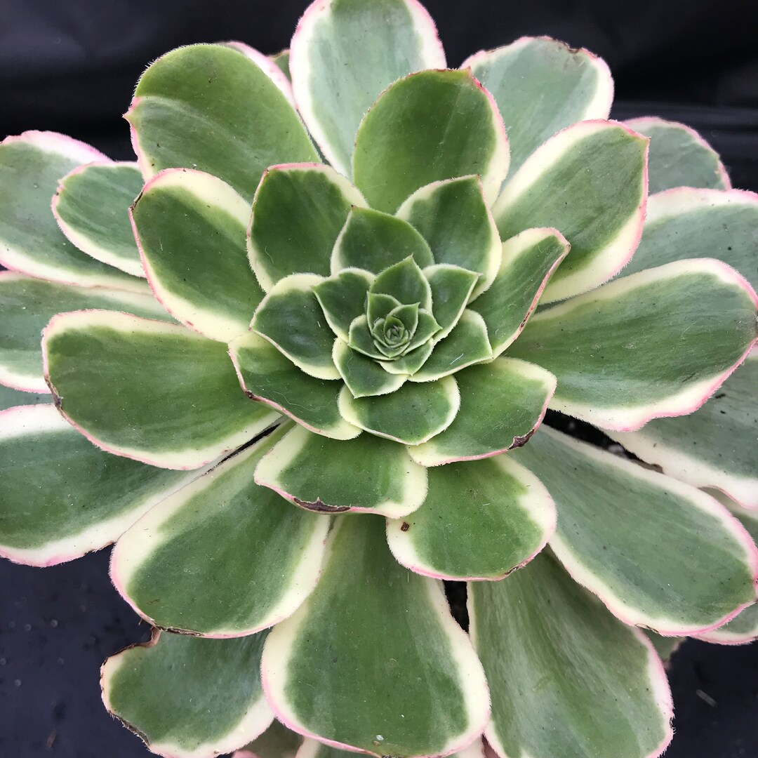 Variegated Rare Succulents. New Arrival. Aeonium Green Rose. Variegated ...