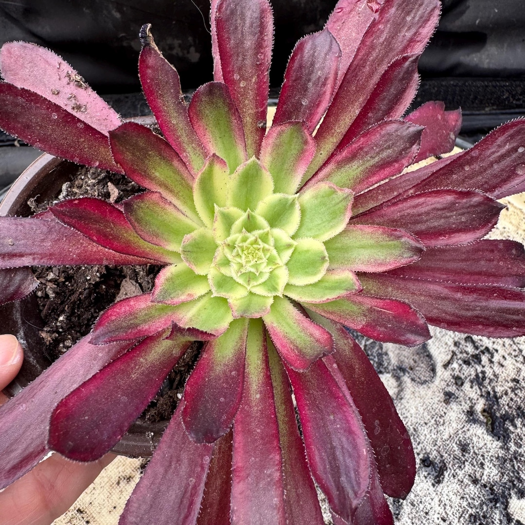 Aeonium Change. Rare Succulents. Variegated Aeonium. Gift for Plant ...
