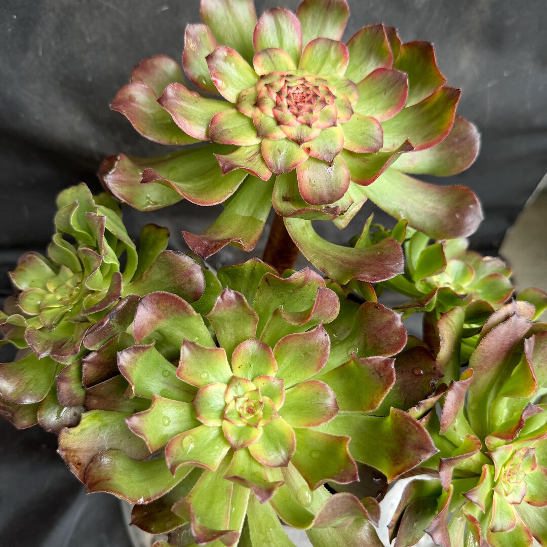 Aeonium Venus Cluster. Variegated Aeonium.gift for Plant Moms - Etsy