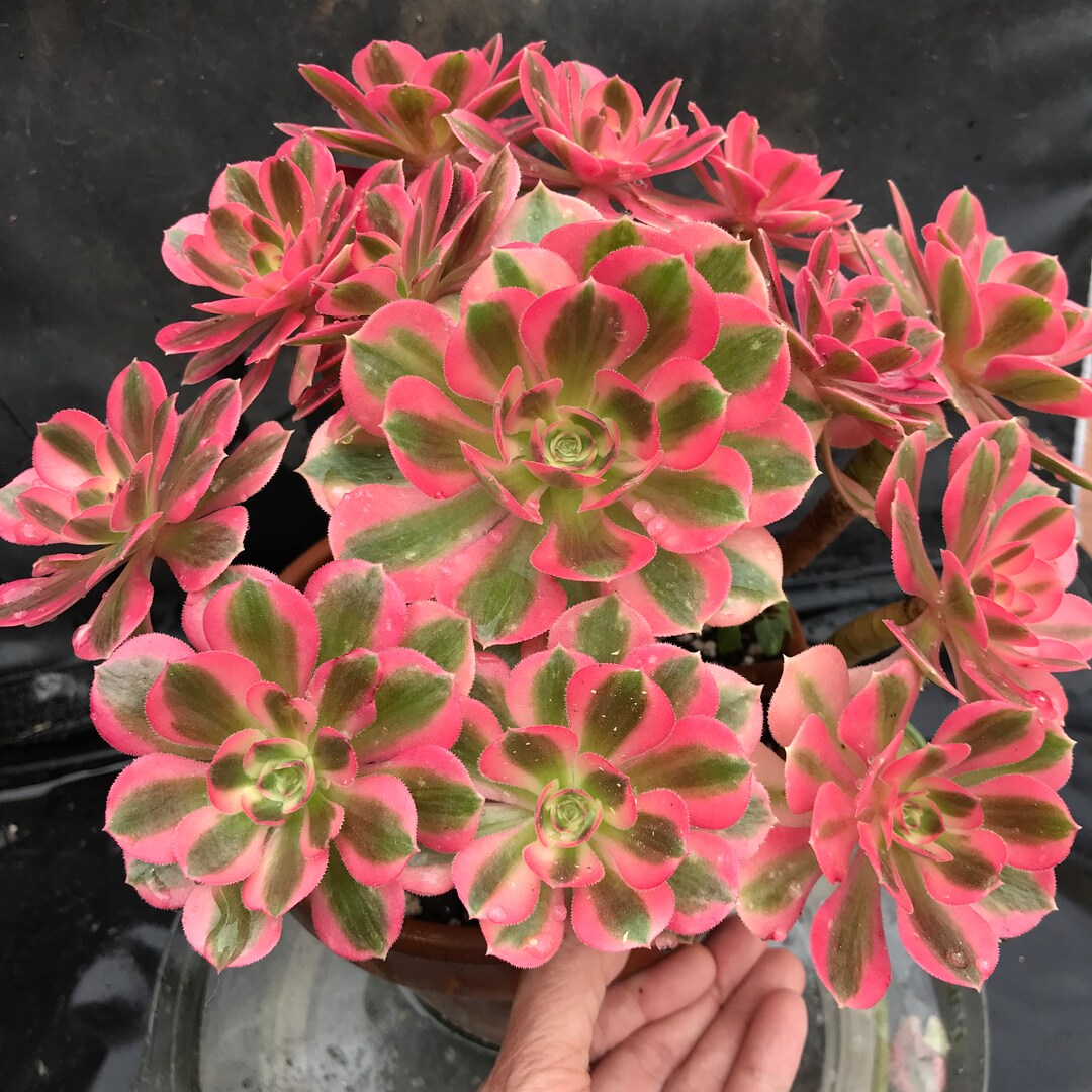 Aeonium Allure Cluster. Variegated Aeoniums. Gift for Plant Lover ...