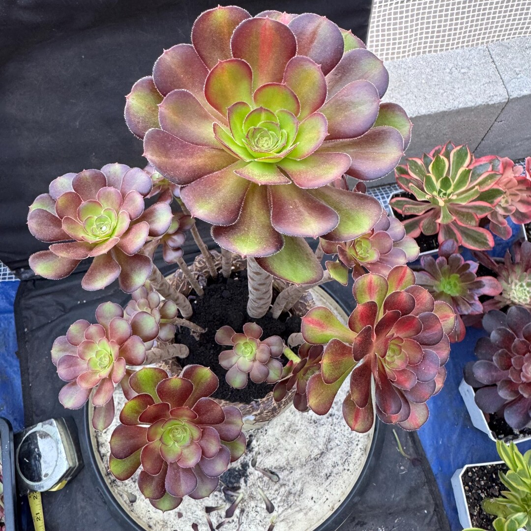Aeonium Sunset Glow Cluster. Rare Succulents. Variegated Aeonium. Gift ...