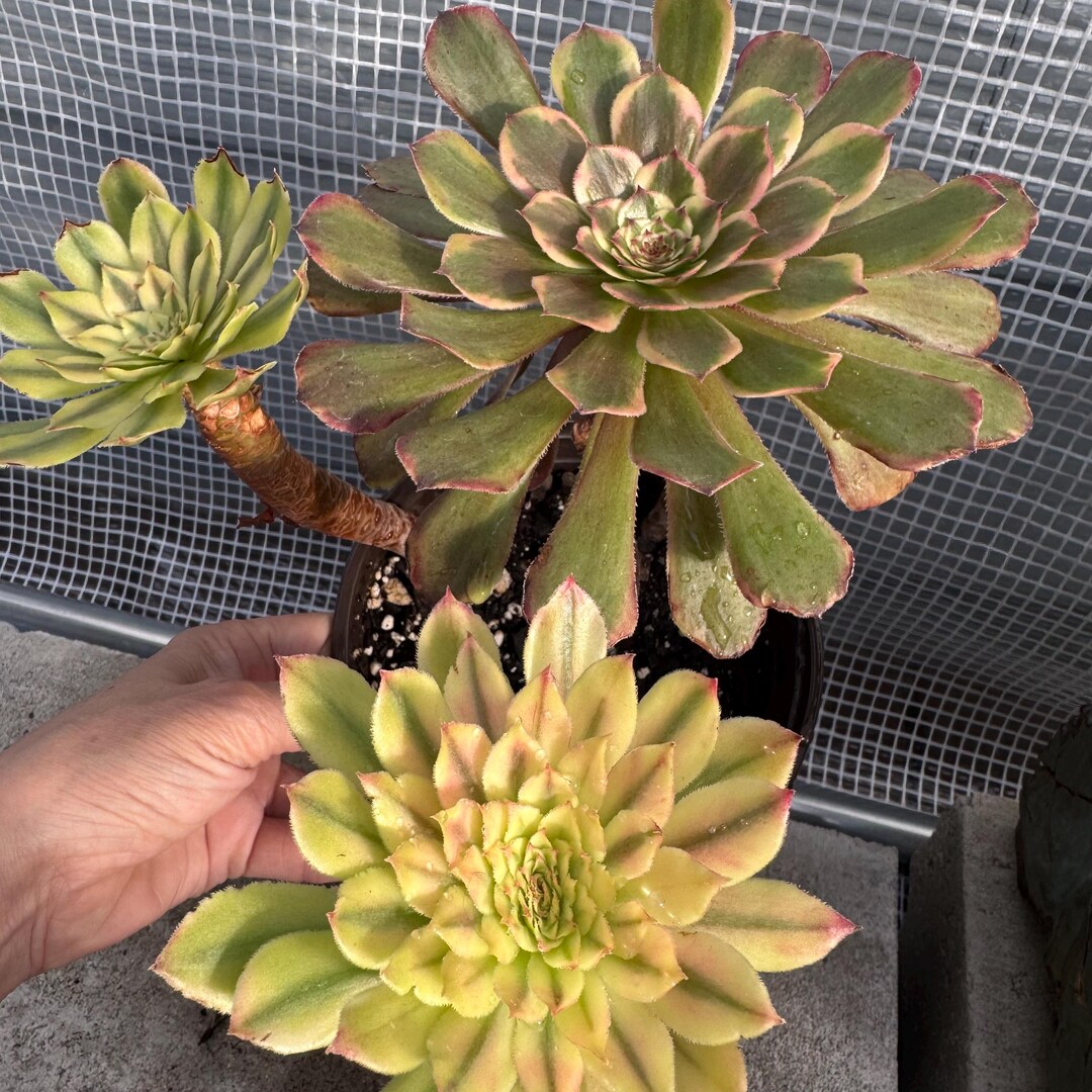 Aeonium Rainbow Poison Cluster. Rare Succulents. Variegated Aeonium ...