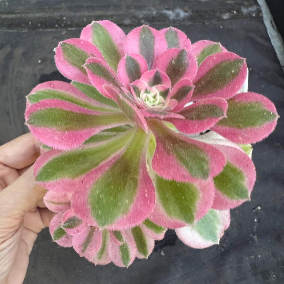 Aeonium Pink Witch. Classic Beauty. Rare Succulents. Variegated Aeonium ...