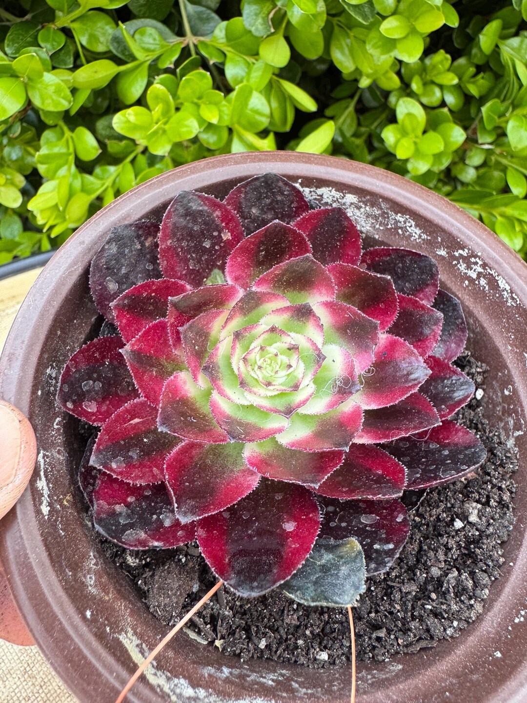 Aeonium Hybrid “great Fortune” Succulent: Rare Variegated Collector's ...