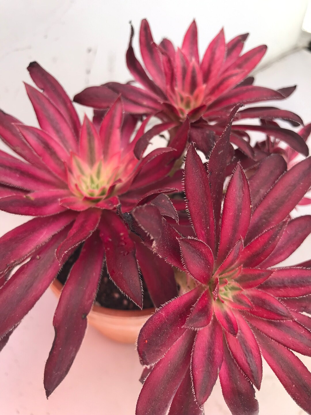 Aeonium Red Phoenix Cluster. Mother's Day Gift - Etsy