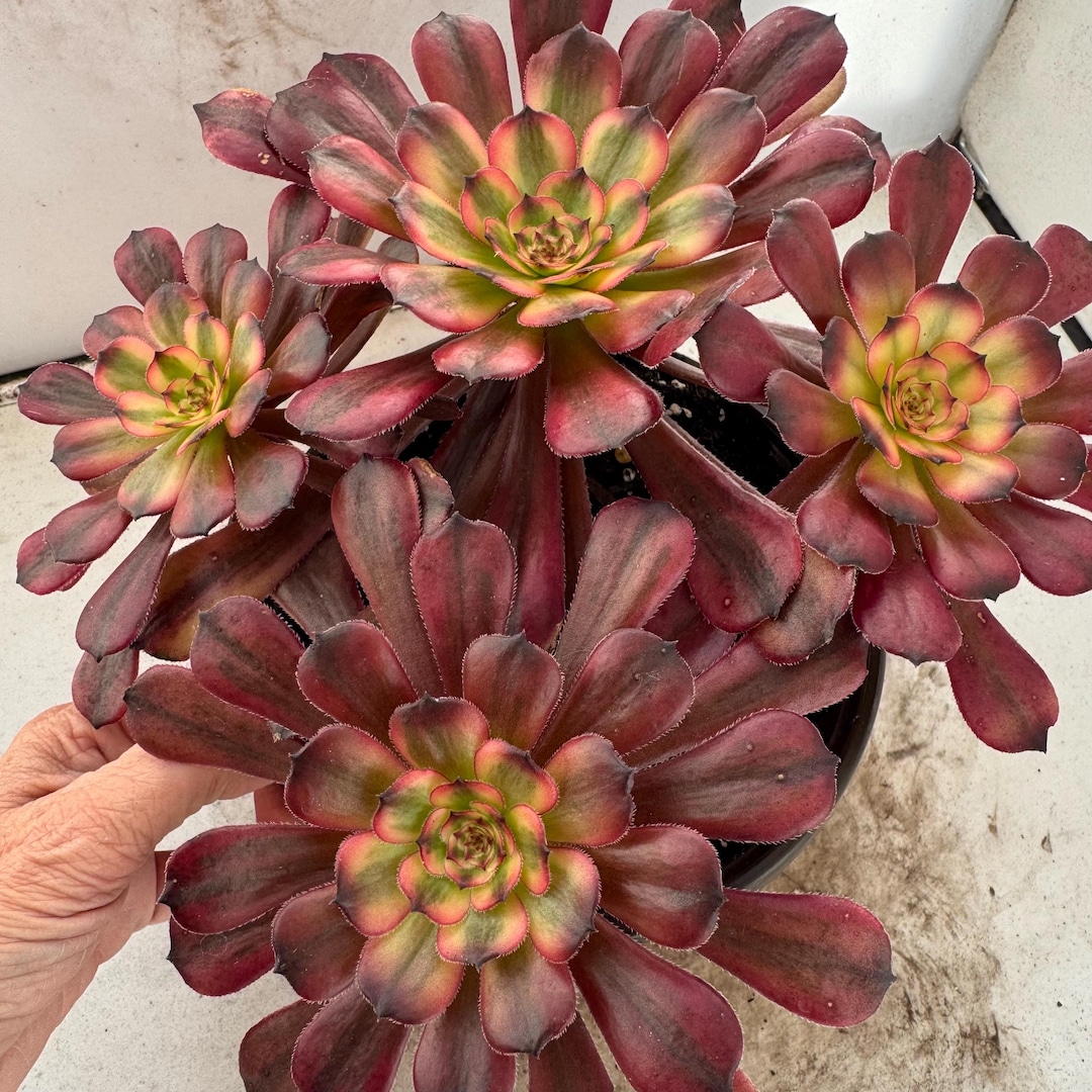 Aeonium Zwartkop Cluster. Rare Succulents. Variegated Aeonium. Gift for ...