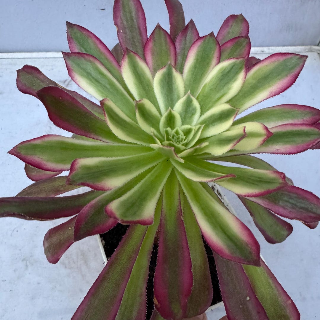 Aeonium Fairy Ink the Green. Rare Succulents. Variegated Aeonium ...