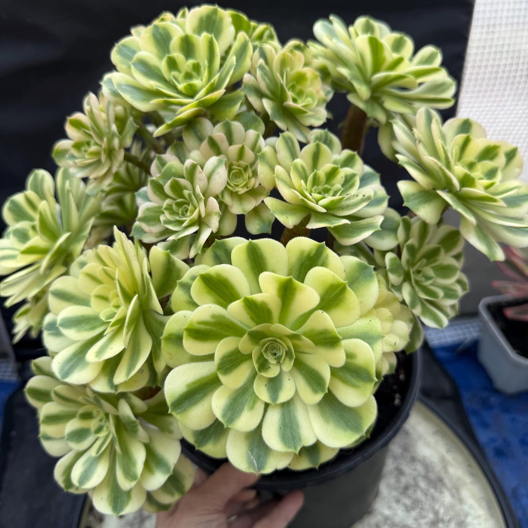 Aeonium Maybach Cluster. Rare Succulents. Variegated Aeonium. Gift for ...