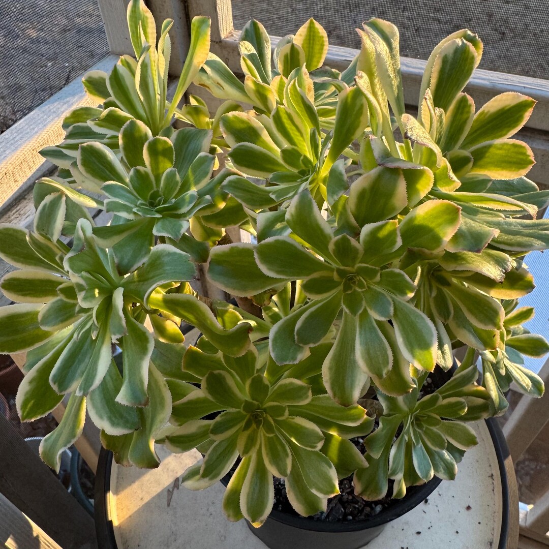 Aeonium Cluster. Rare Succulents. Variegated Aeonium. Gift for Plant ...