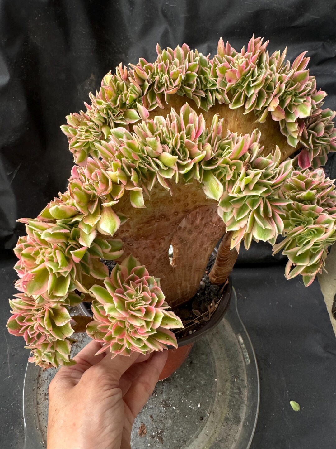 Crested Aeonium Pink Witch. Crested Rare Aeoniumgifr for Plant Moms - Etsy