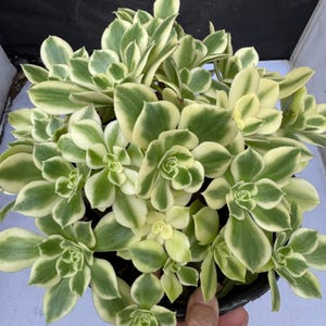 Aeonium Maybach Cluster. Rare Succulents. Variegated Aeonium. Gift for ...