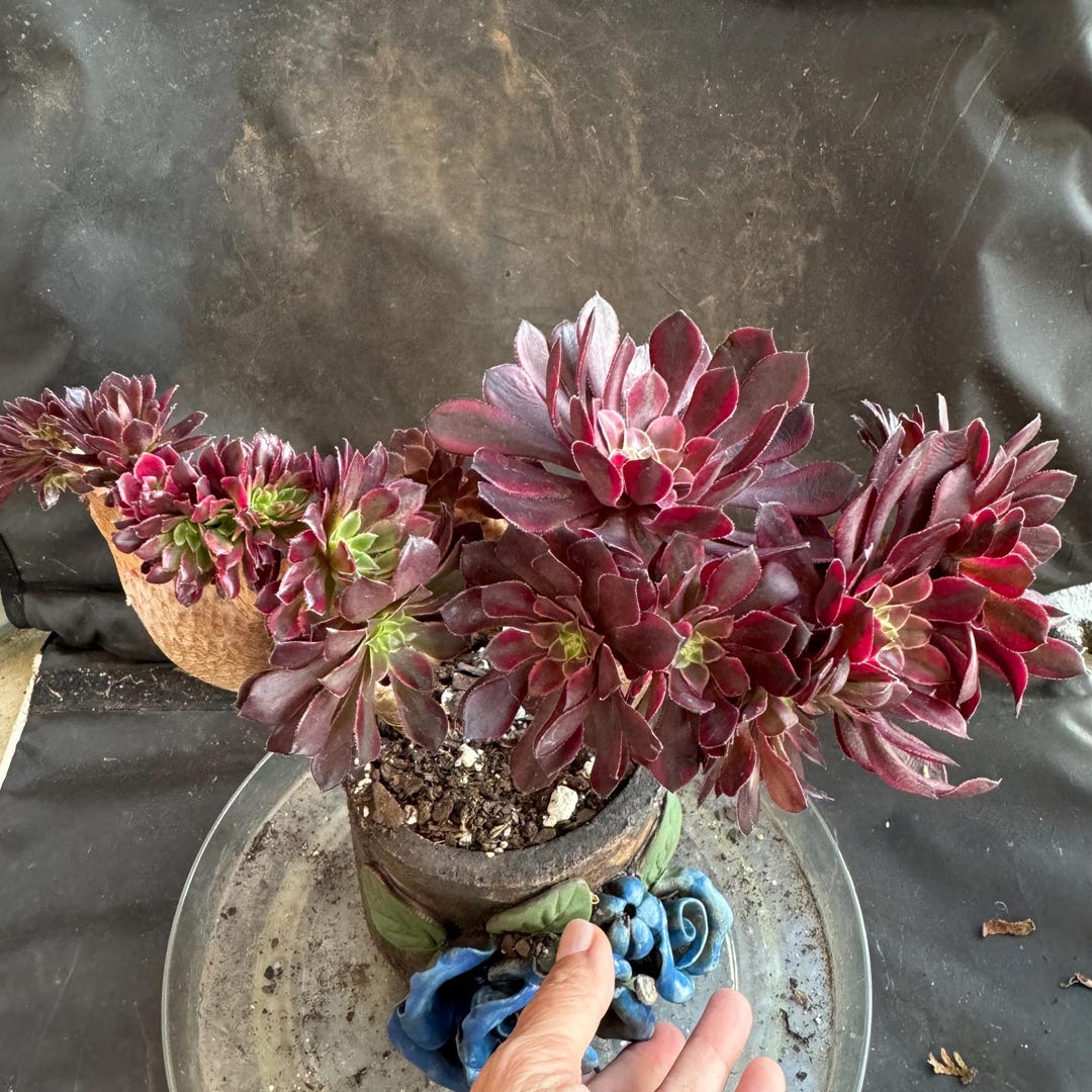 Rare Succulent. Crested Aeonium Copper Vase . Crested Variegated ...