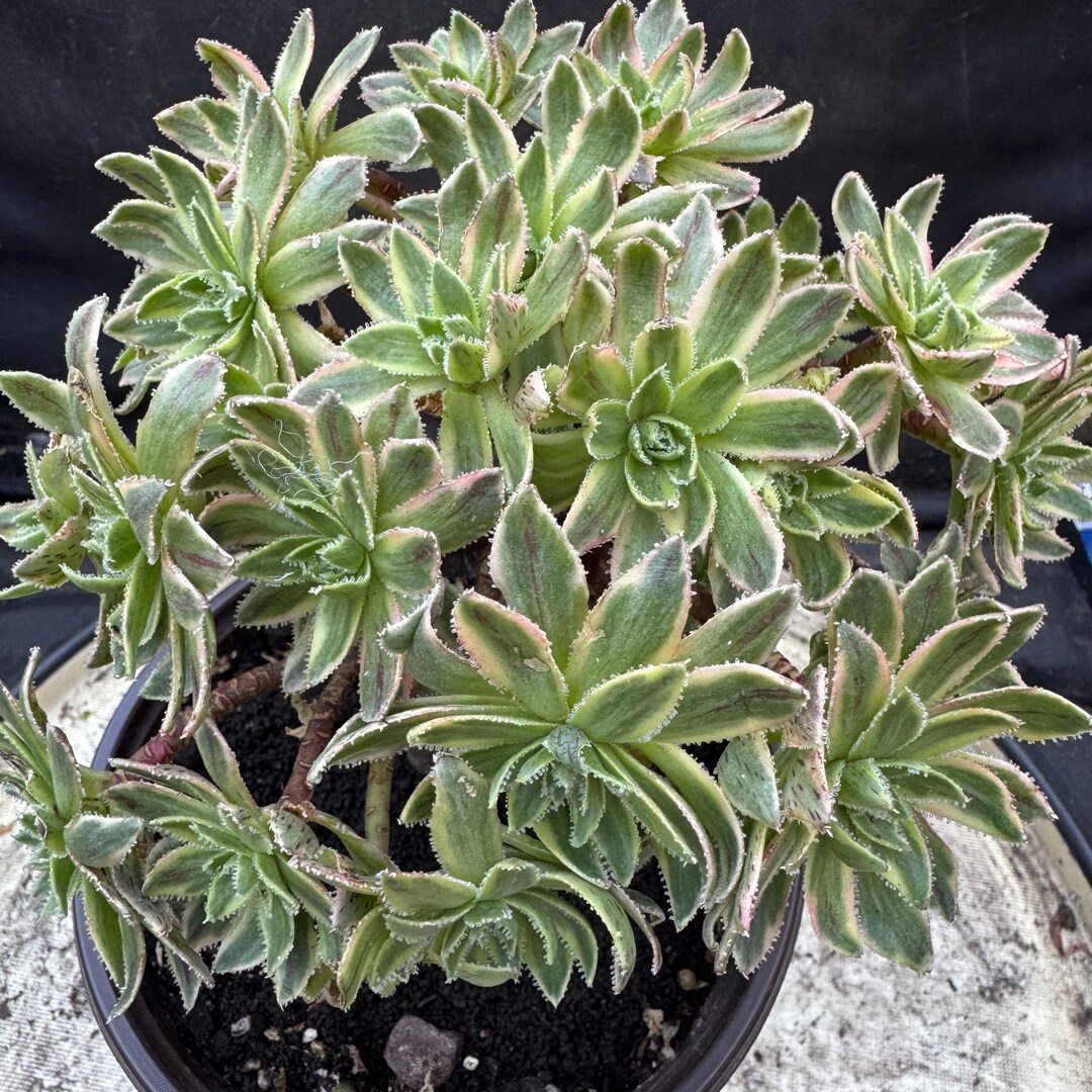 Aeonium Barbeta Cluster. New Hybrid. Rare Succulents. Variegated ...