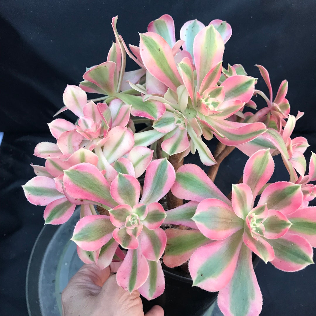 Super Sale. Rare Succulent. Variegated Aeonium Allure Cluster - Etsy