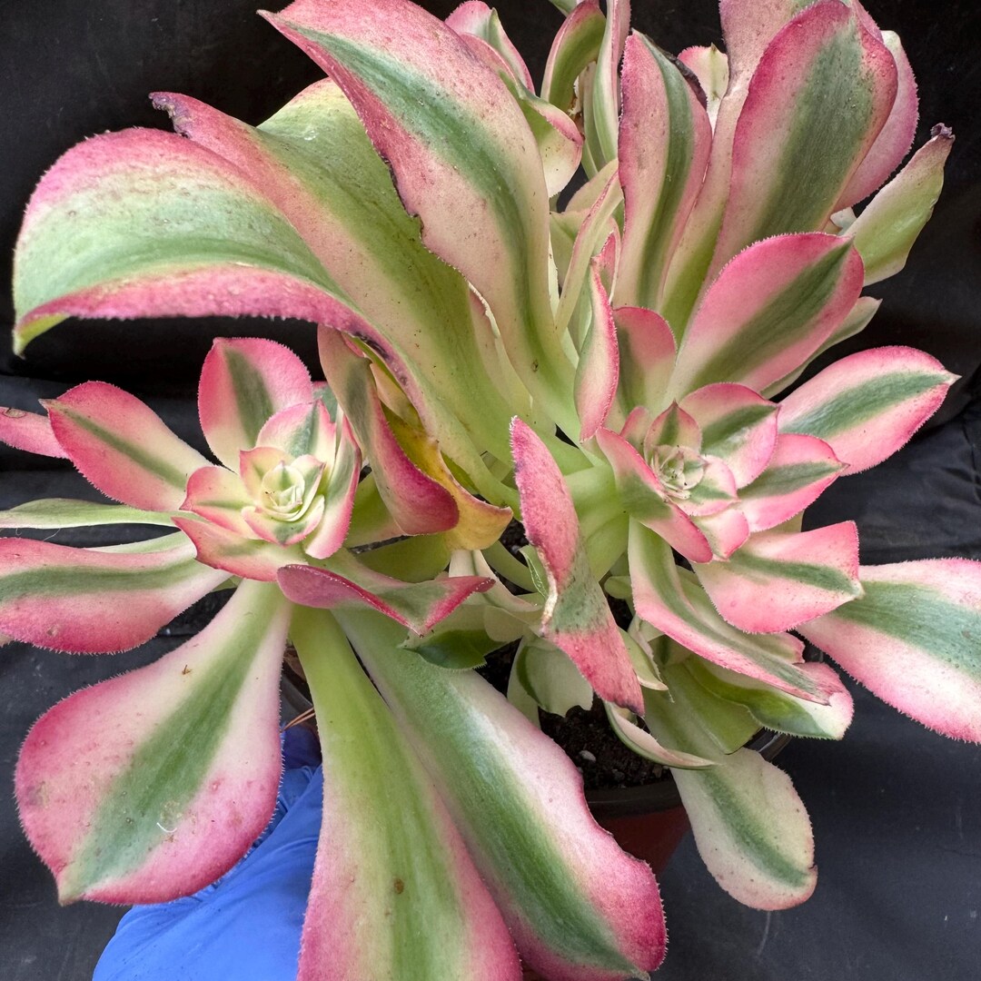 Aeonium Princess Cluster. Variegated Aeonium.holiday Gift for Plant ...