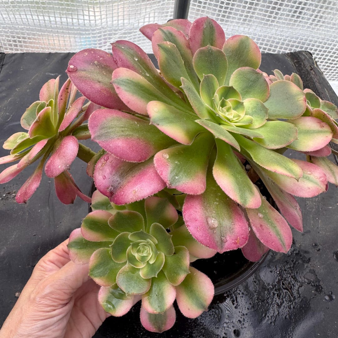 Aeonium Princess Cluster. Rare Succulents. Variegated Aeonium. Gift for ...