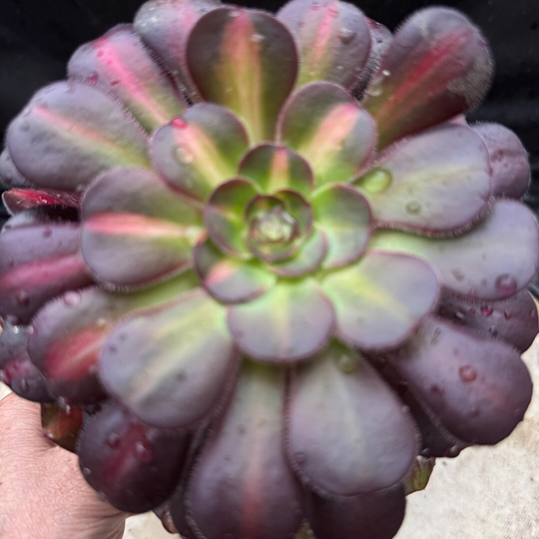 Aeonium Sunset Glow. Rare Succulents. Variegated Aeonium. Holiday Gift ...