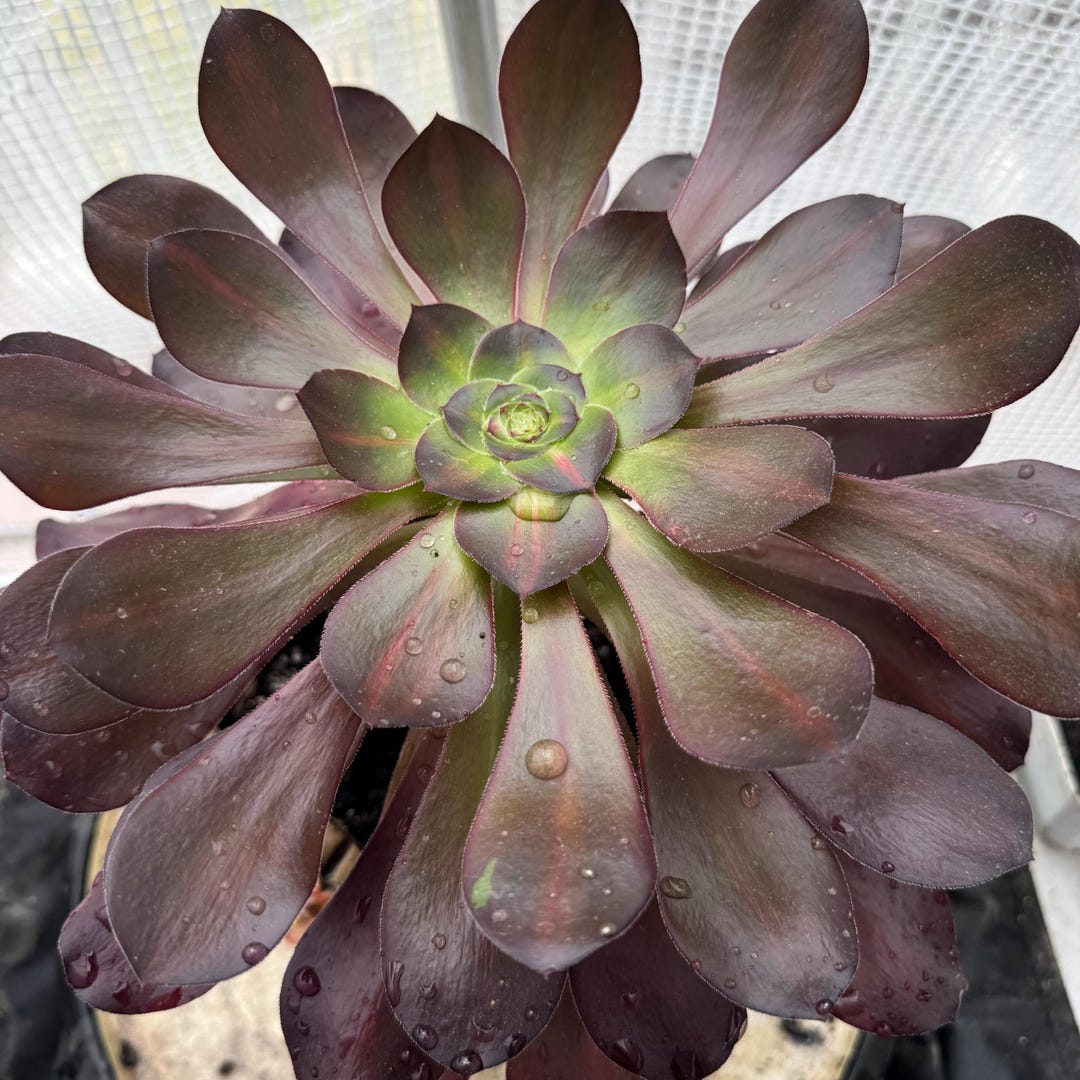 Aeonium Voodoo Middle Variegata. Huge. Rare Succulents. Variegated ...