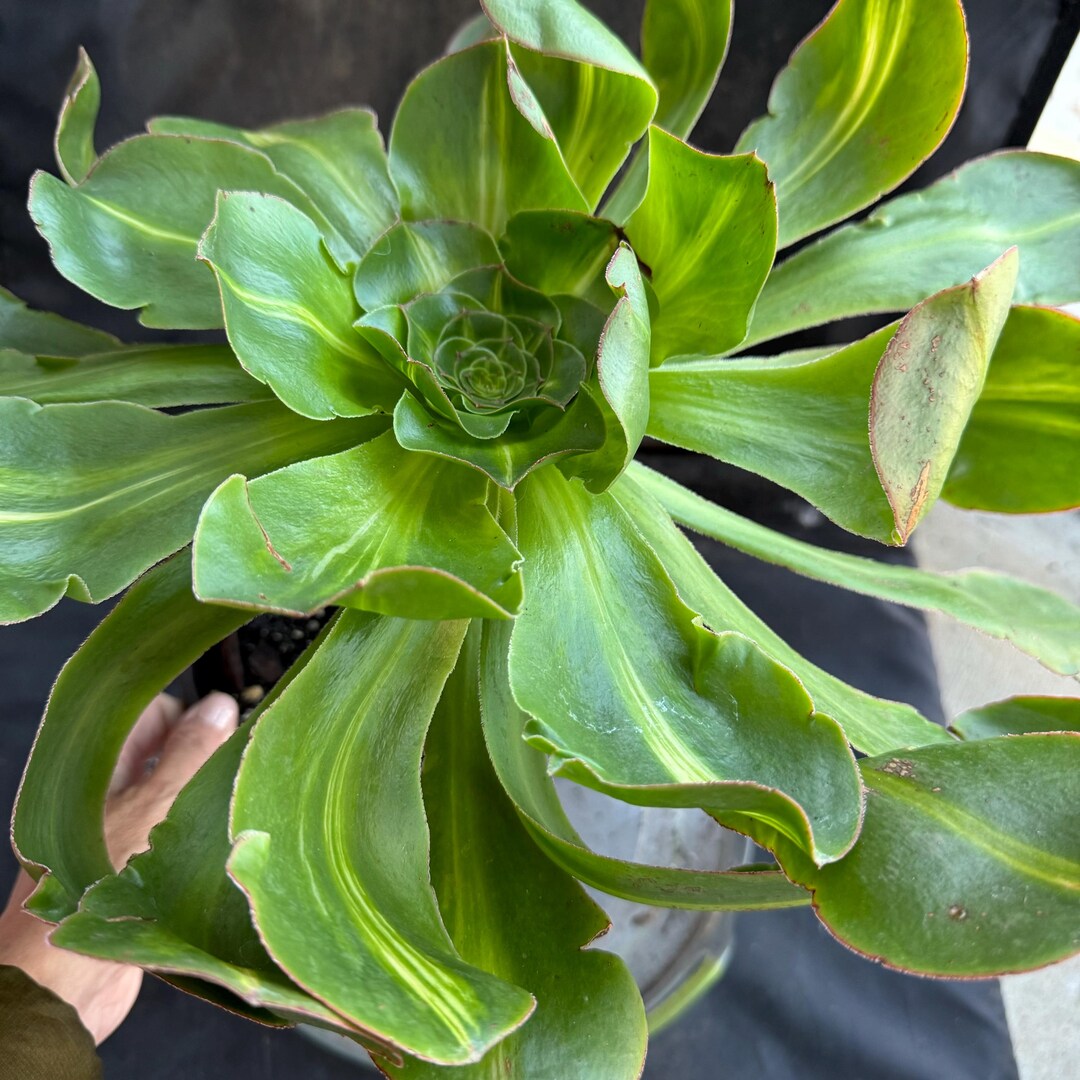 Aeonium Poseidon Middle Variegata Large Tree. Variegated Aeonium.gift ...