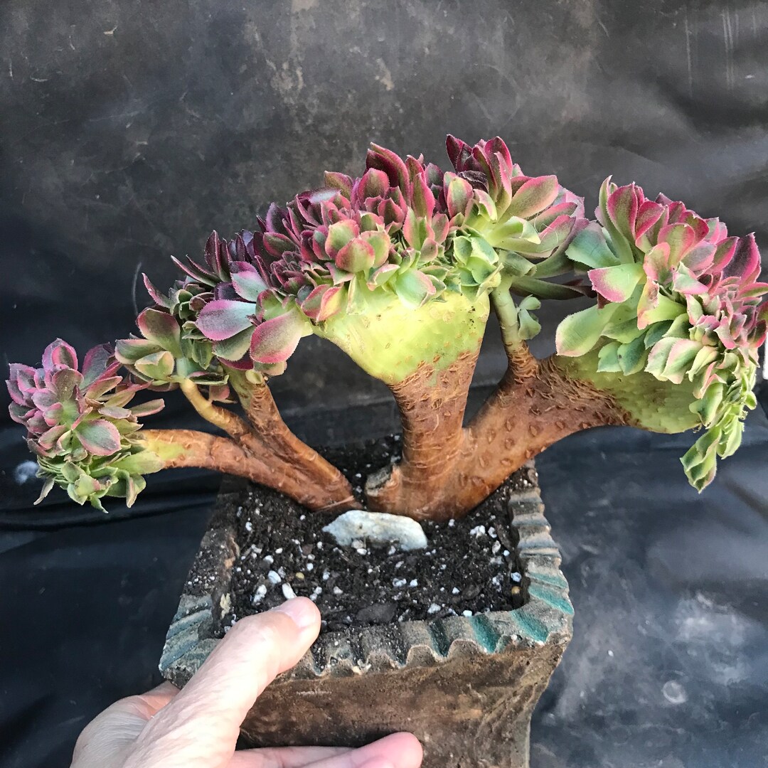 Crested Aeonium Perfume Concubine. Rare Succulent. Mother's Day Gift - Etsy