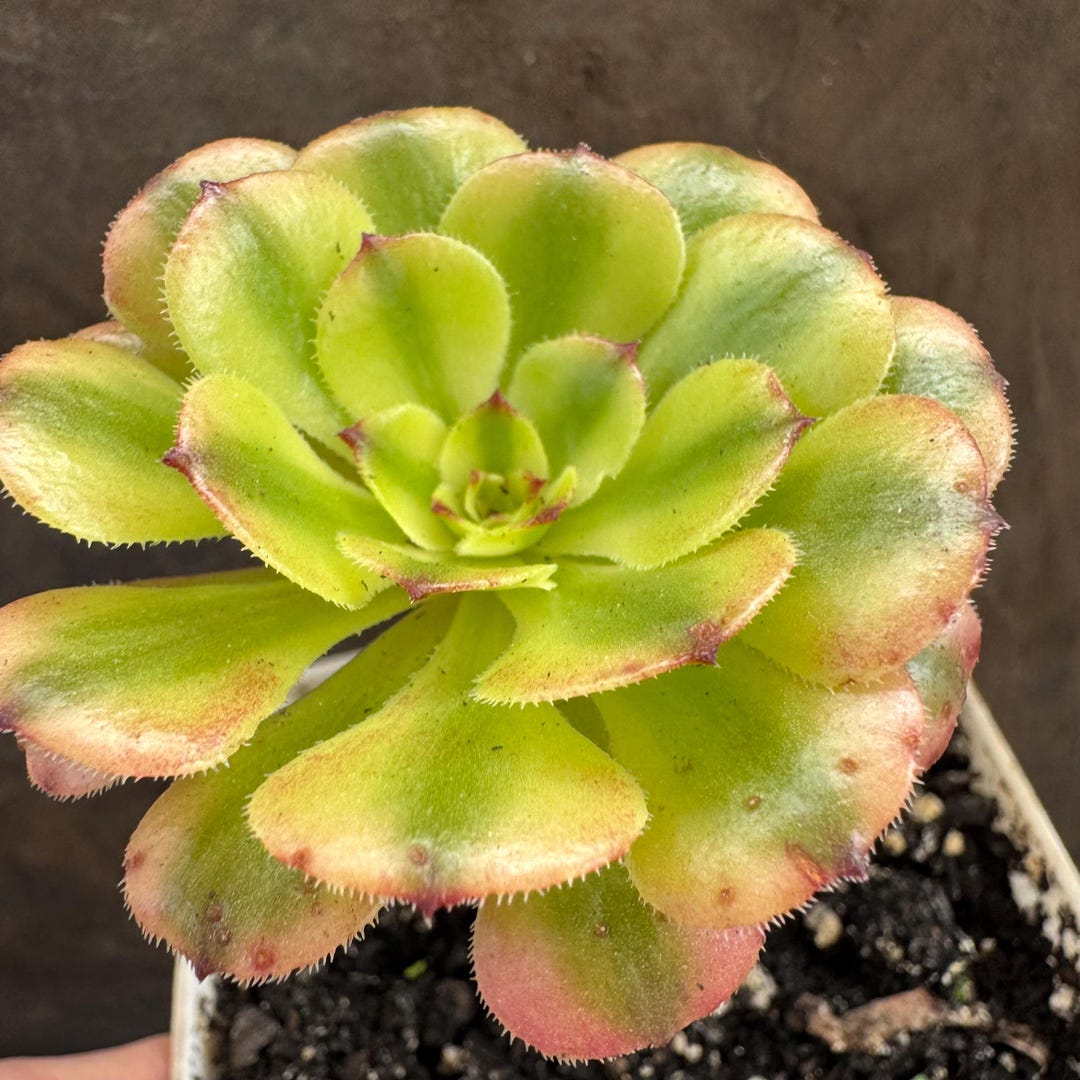 Aeonium Venus . Rare Succulents. Variegated Aeonium. Gift for Plant ...