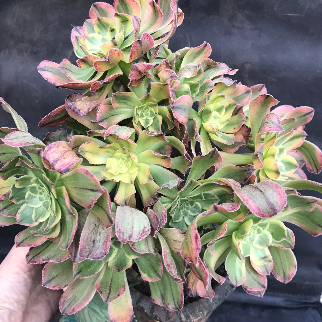 Aeonium Beach Umbrella Cluster. Rare Aeonium. - Etsy