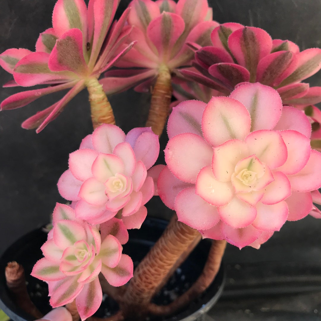 Aeonium Allure Cluster. Mother's Day Gift - Etsy