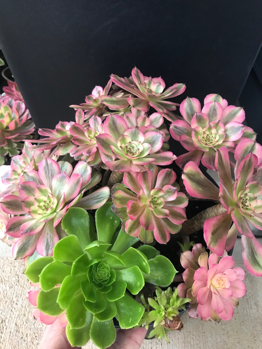 Aeonium Venus Cluster . Rare Aeonium. Mother's Day Gift - Etsy