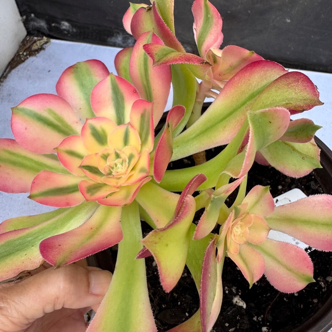 Aeonium Princess Cluster. Rare Succulents. Variegated Aeonium. Gift for ...