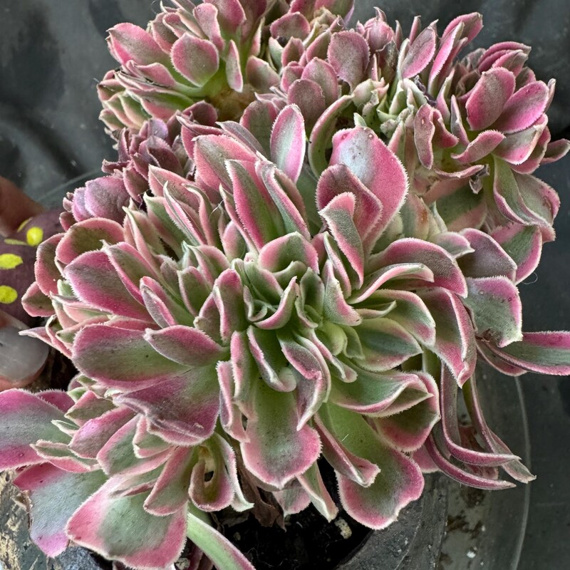 Crested Aeonium - Etsy
