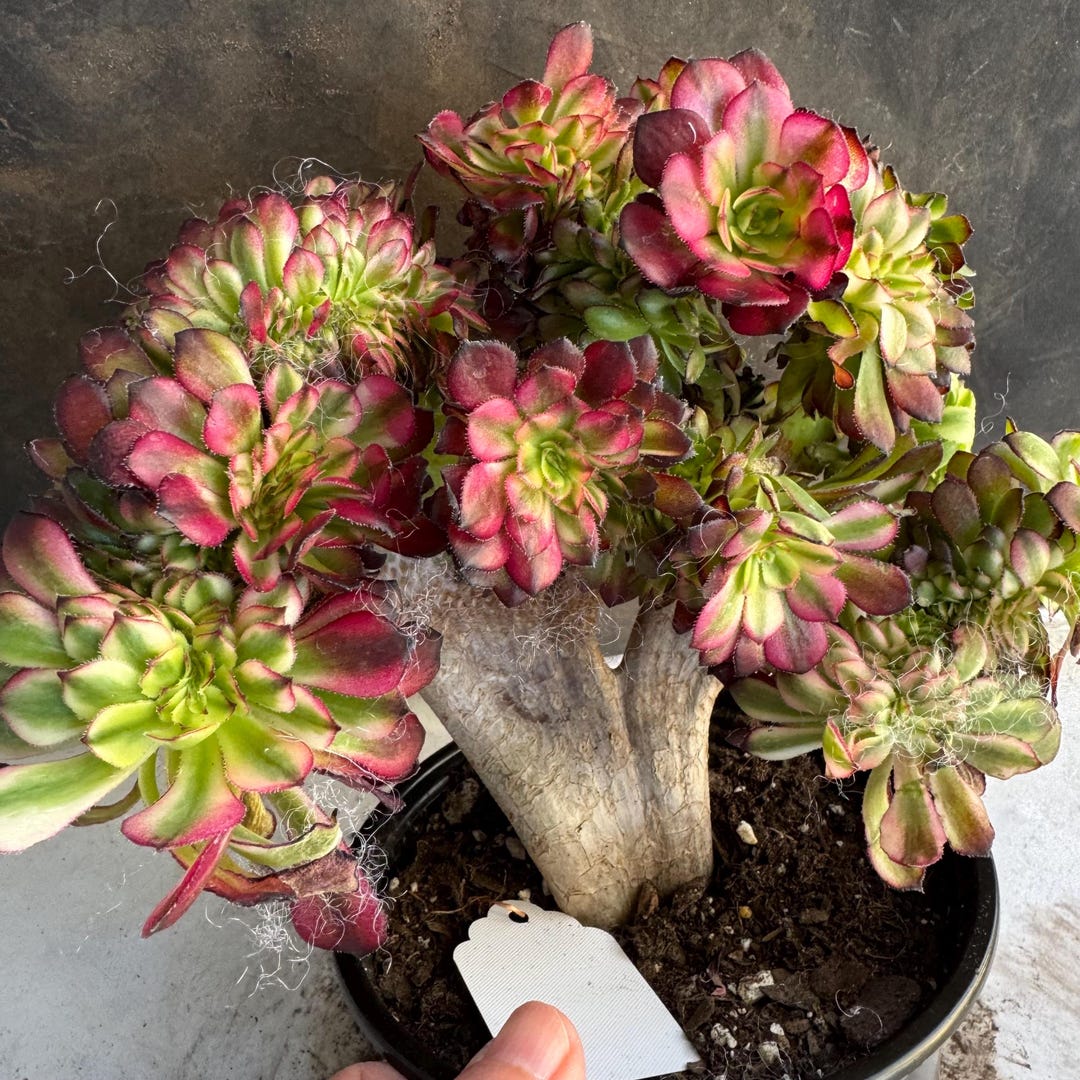 Aeonium Crested Maya. Rare Succulents. Variegated Aeonium. Gift for ...
