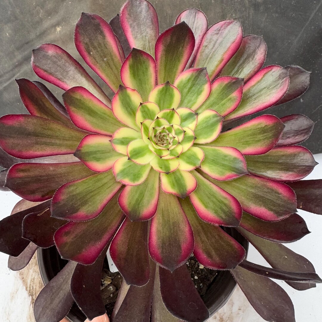Aeonium Zwartkop . Rare Succulents. Variegated Aeonium. Holiday Gift ...