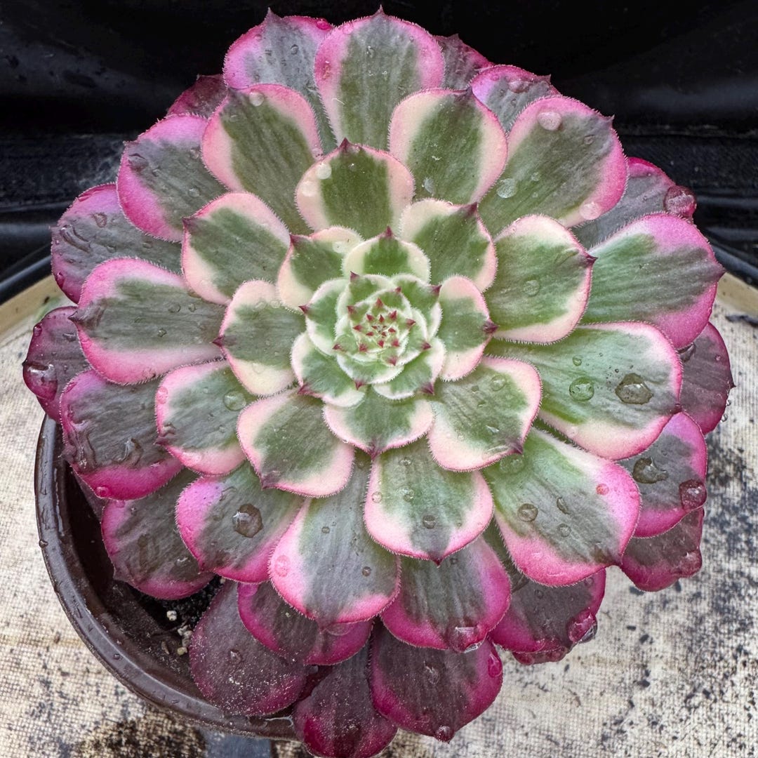 Aeonium Merrill. Rare Succulents. Variegated Aeonium. Holiday Gift for ...