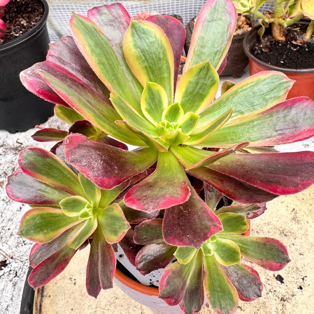 Aeonium New Hybrid Mira Cluster. Rare Variegated Succulent Cluster - Etsy