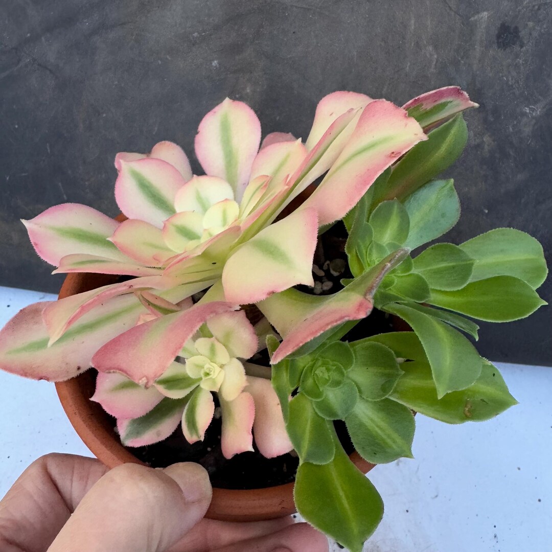 Aeonium Pink Witch Cluster. Rare Succulents. Variegated Aeonium ...