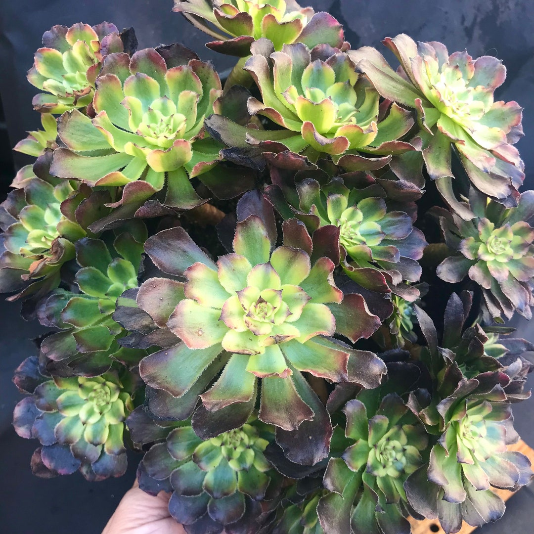 Aeonium Venus Cluster . Rare Aeonium in 3 Gallon Pot. - Etsy