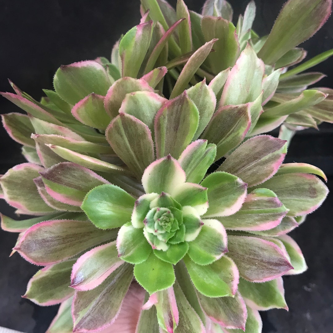 Aeonium Pink Daisy Variegated Cluster. Variegated Aeoniums. Gift for ...
