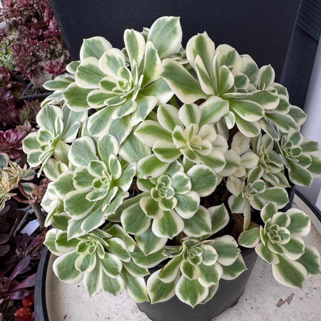 Aeonium Maybach Cluster. Rare Succulents. Variegated Aeonium. Gift for ...