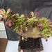 Aeonium Ink Fairy Cluster. Rare Variegated Aeonium.holiday Gift for ...