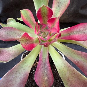 Aeonium Princess With a Baby. Variegated Aeonium.holiday Gift for Plant ...