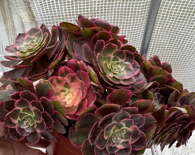 Aeonium 'pink Flower Fairy' Hybrid Succulent, Rare Variegated Plant - Etsy