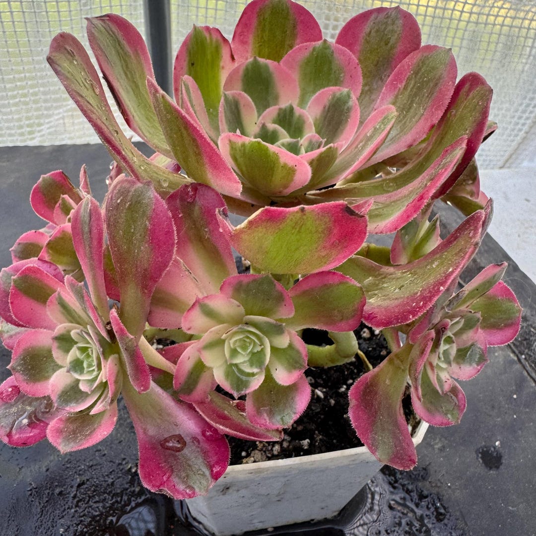 Aeonium Pink Witch Cluster. Rare Succulents. Variegated Aeonium. Gift ...