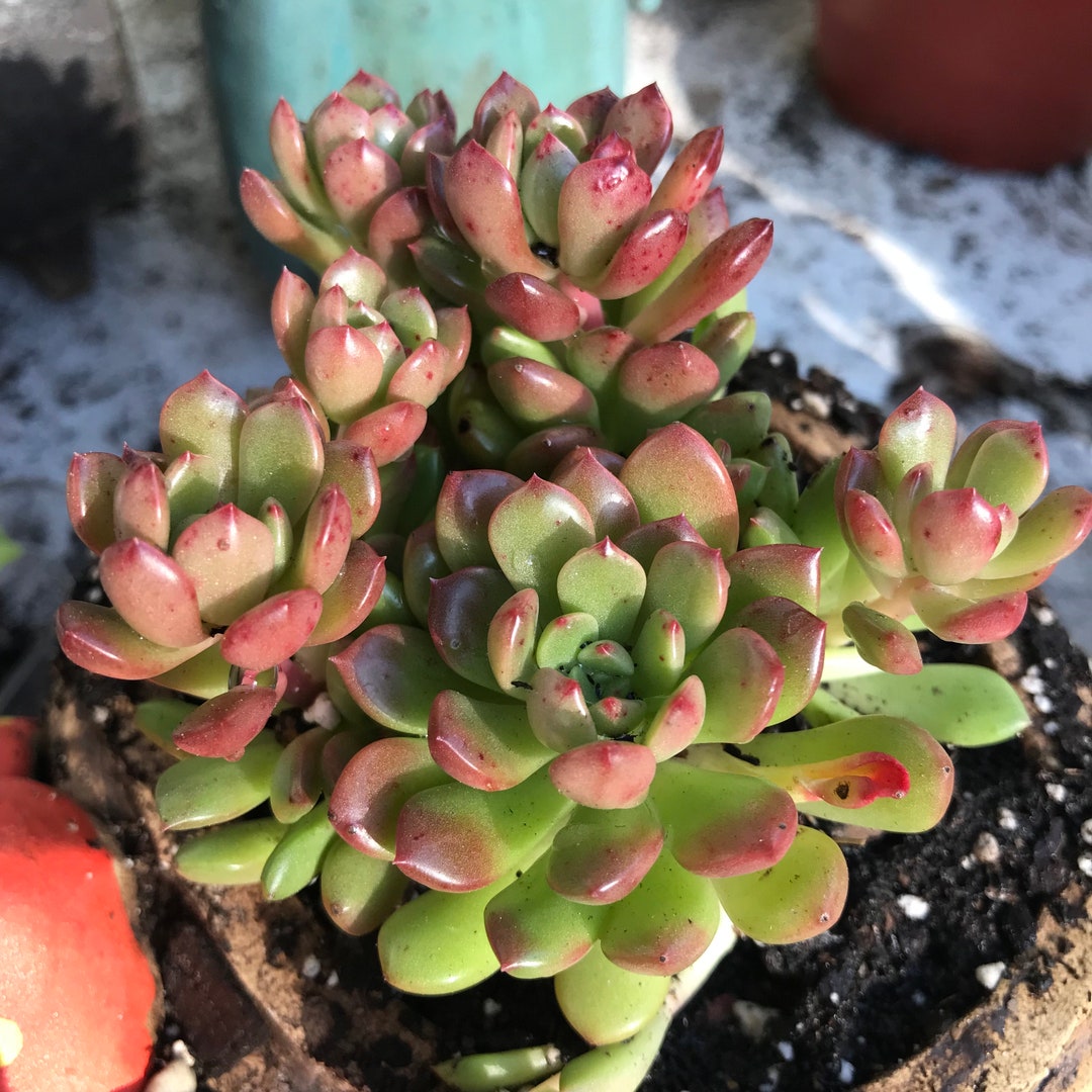 Rare Succulent. Variegated Echeveria Ruby Red Cluster. - Etsy