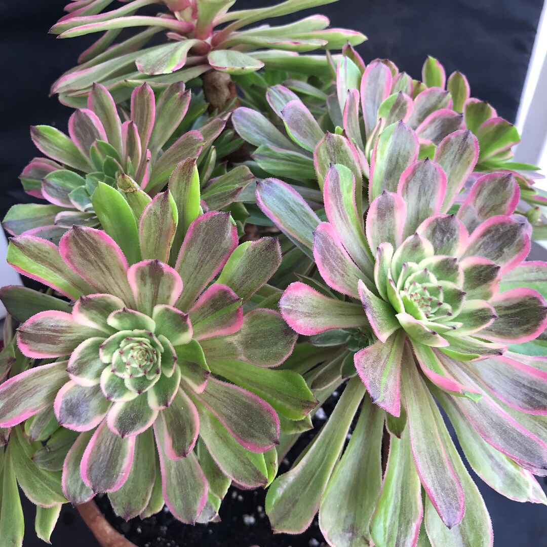Aeonium Pink Daisy Cluster Tree in 3 Gallon Pot. Rare Aeonium. - Etsy