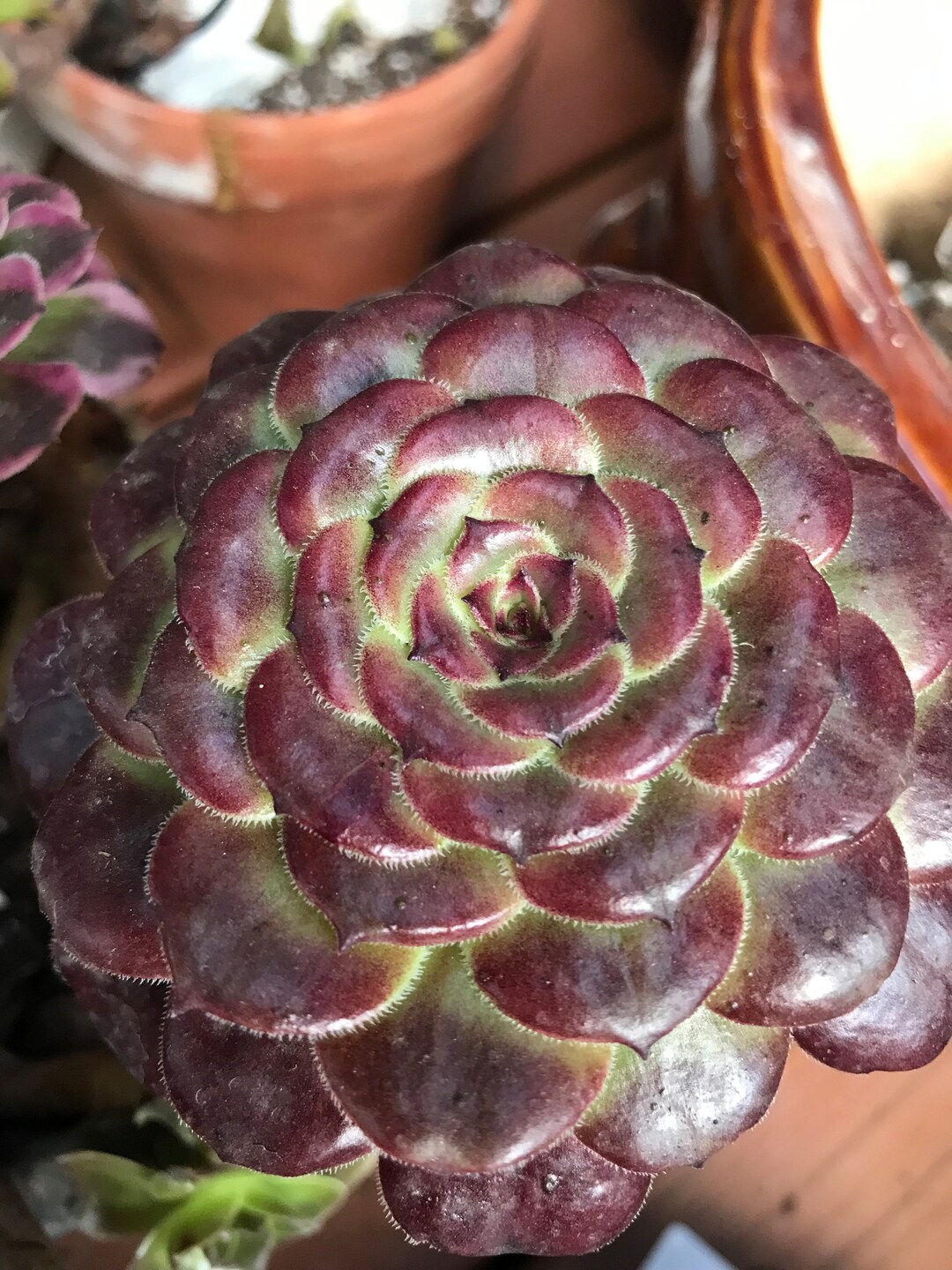 Aeonium Meiji. Photos Taken 8-22-23. Rare Aeonium - Etsy