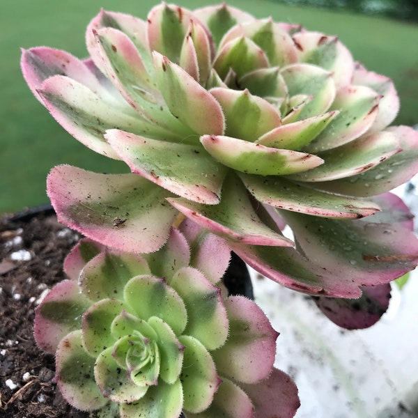 Pink Witch Succulent - Etsy